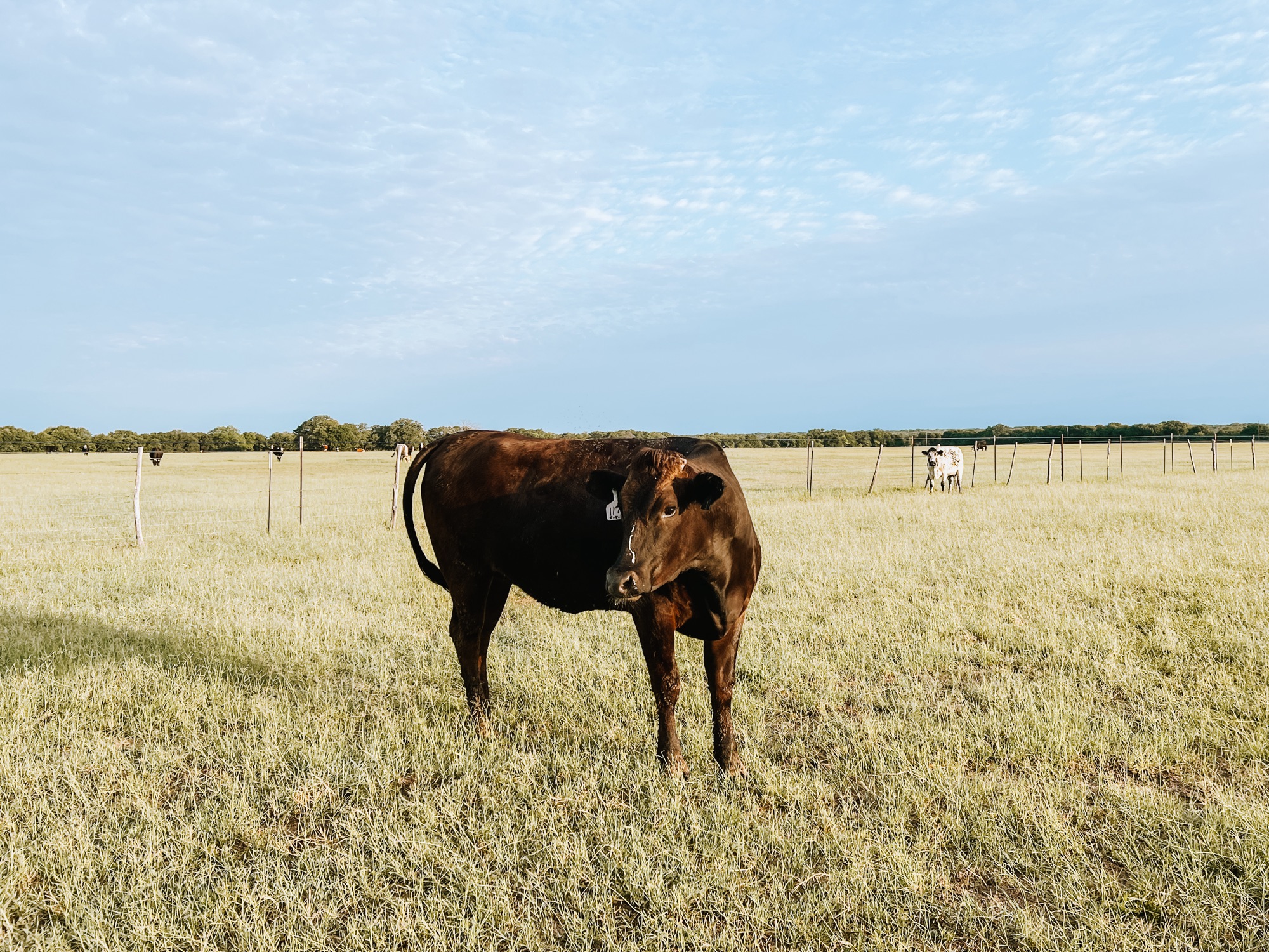 Japanese Black (Wagyu) – Hunter Lewis Land & Cattle